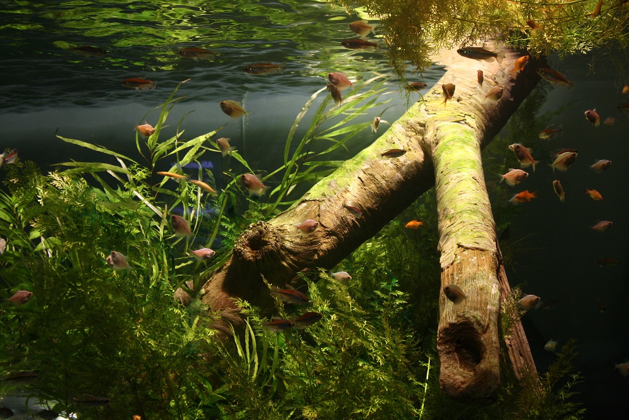 Java Moss Care Guide: Lighting, Growth, and Common Problems