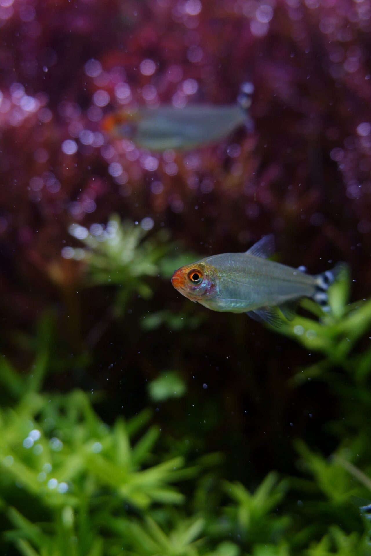 Hikari Vibra Bites: An Honest Hobbyist Review